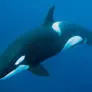 Orca - NSFW Character AI Chat - non human