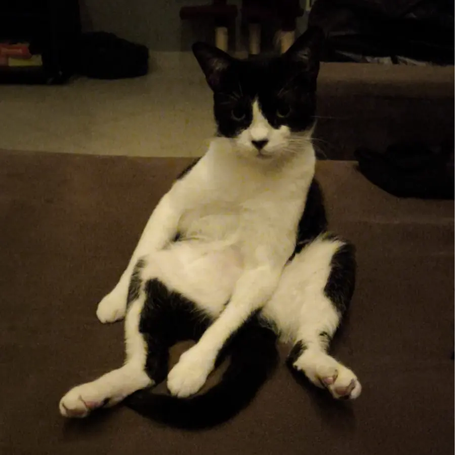 Chill cat - NSFW Character AI Chat - non binary