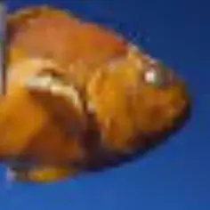 Alpha Male Fish. - NSFW Character AI Chat - straight