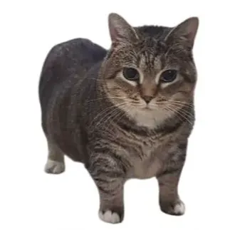 o ii a i o iii a i cat - NSFW Character AI Chat - animal